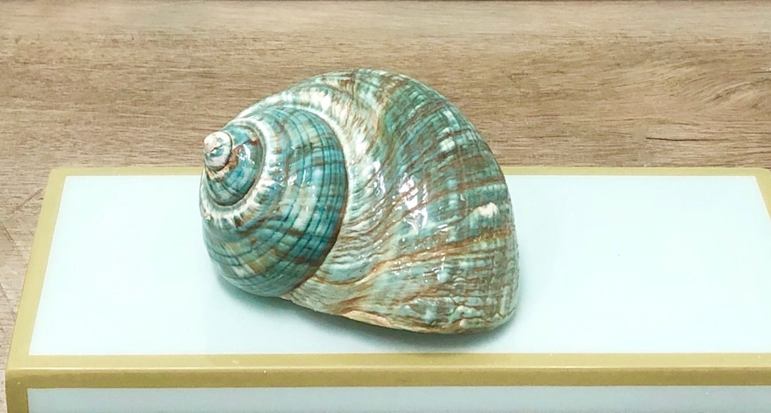 Seashell - Real Large Polished Jade Turbo - Choose From 2.25"- 4 ...