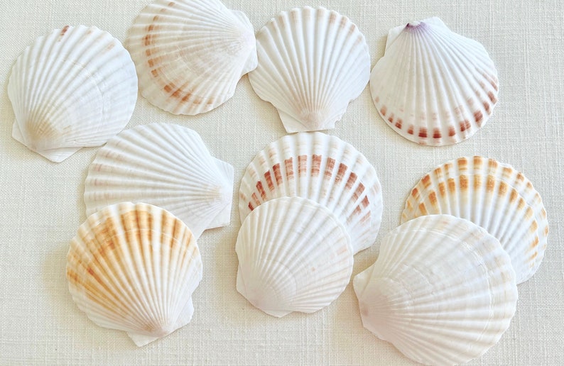 Seashells 10 Pecten Shells 2 3 Craft Shells - Etsy