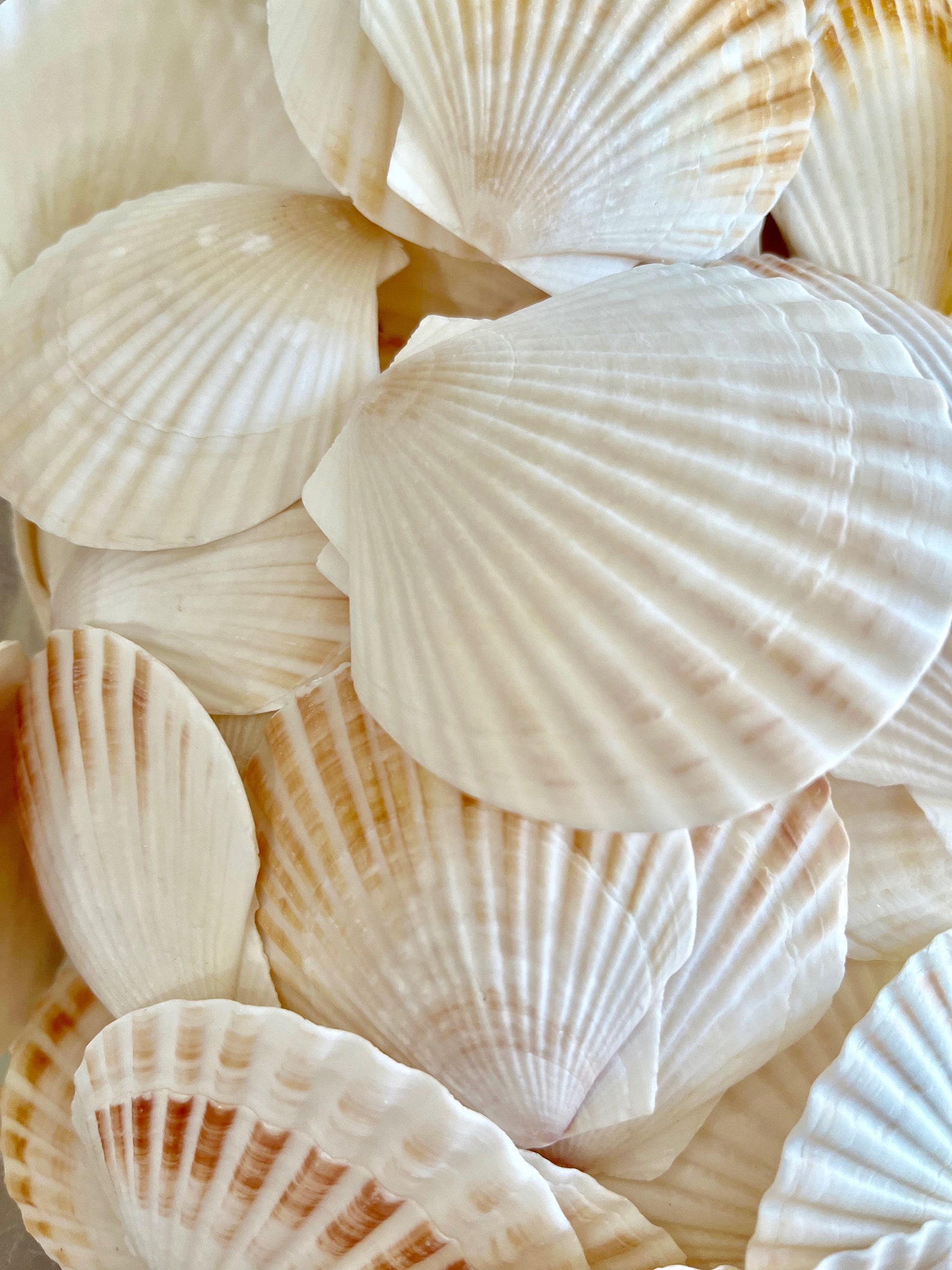 Seashells 10 Pecten Shells 2 3 Craft Shells - Etsy