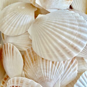 Seashells - 10 Pecten Shells - 2"- 3" - Craft Shells White Shells Beach ...