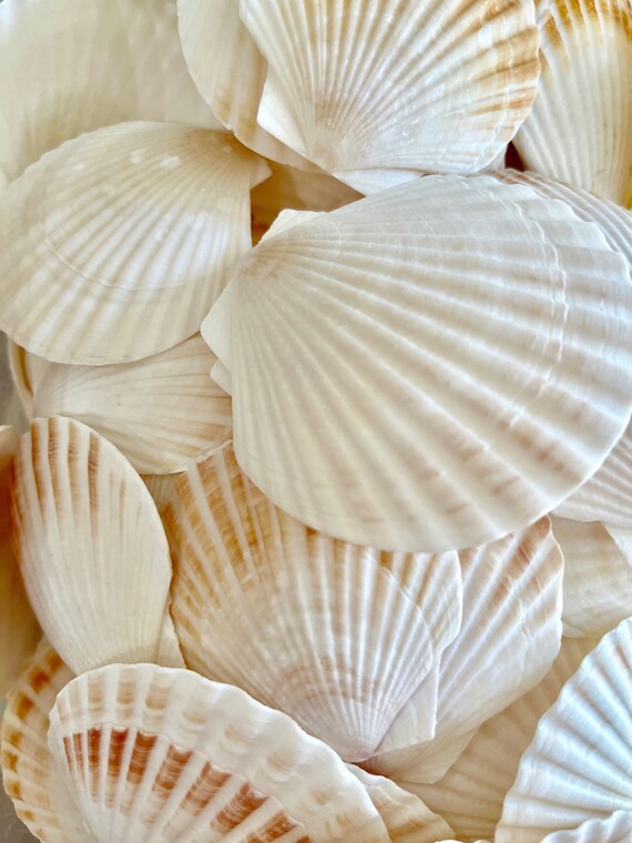 Seashells 10 Pecten Shells 2 3 Craft Shells - Etsy