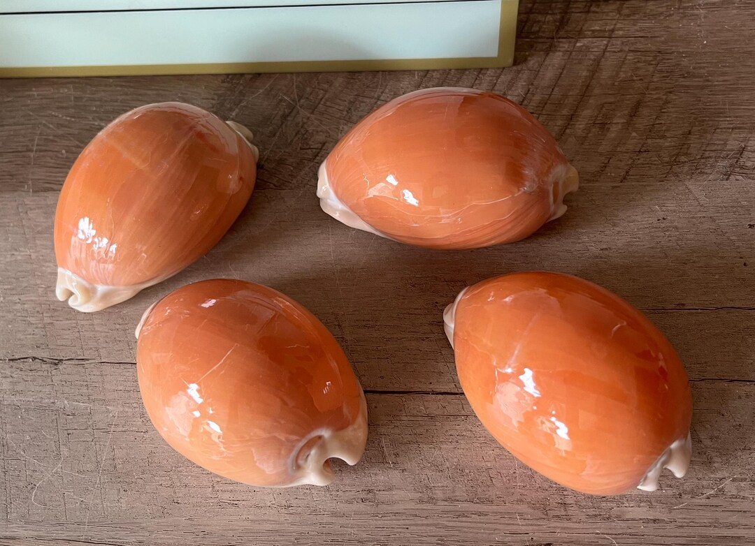 RARE Golden Cowries - 3.5" Sold Individually Beach Decor/coastal/shells ...