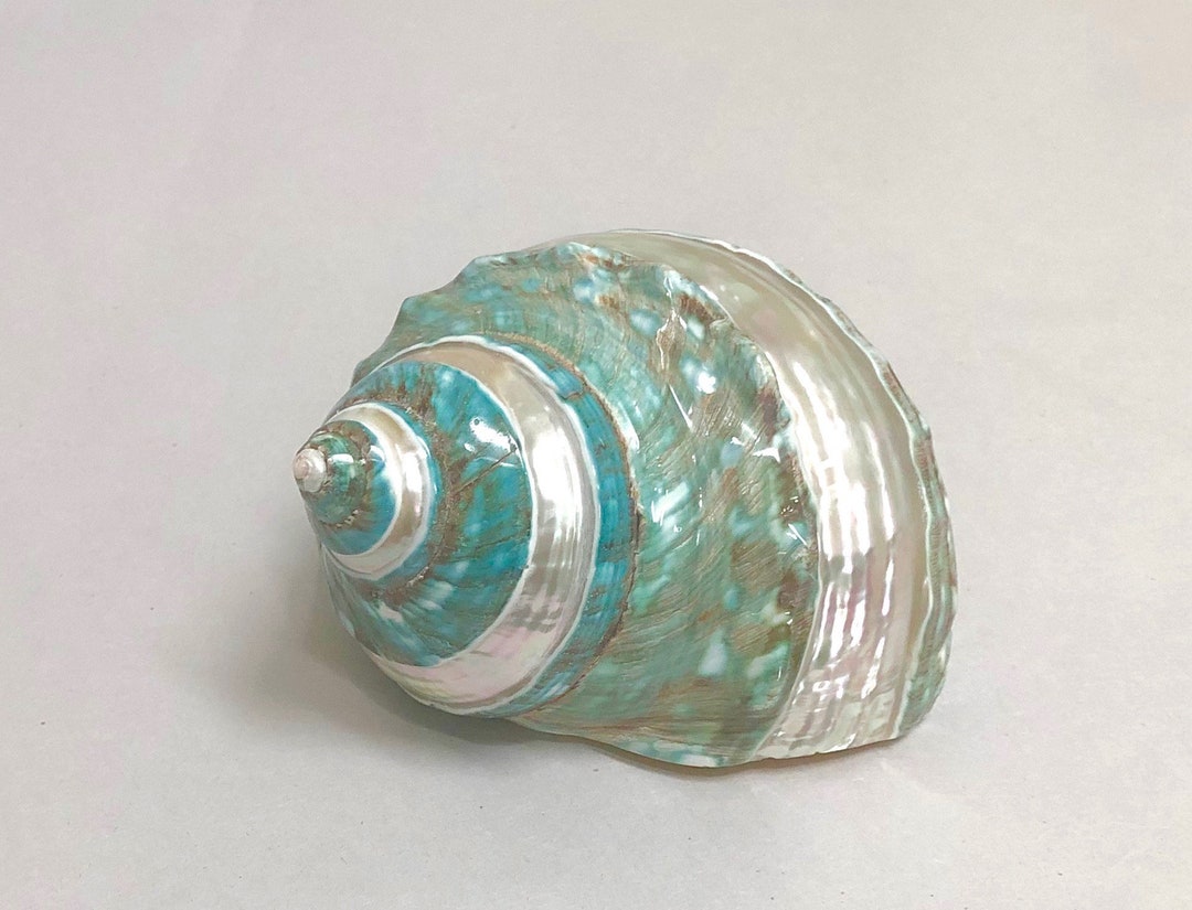 Green Banded Jade Turbo Shell – Coastal Nautical Decor - Etsy