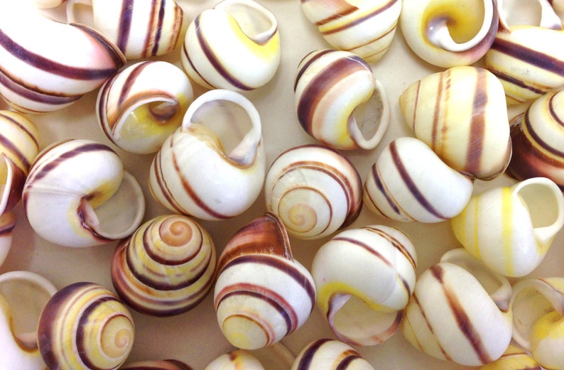Seashells 10 Natural Striped Land Snails Bulk Shells/craft - Etsy