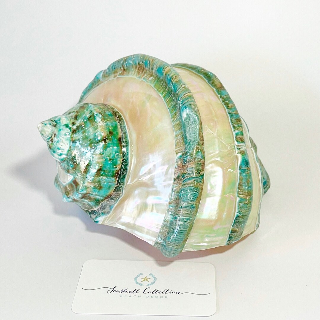 Seashell Turbo Marmoratus Banded 7 Natural Coastal Nautical Shells Sea ...