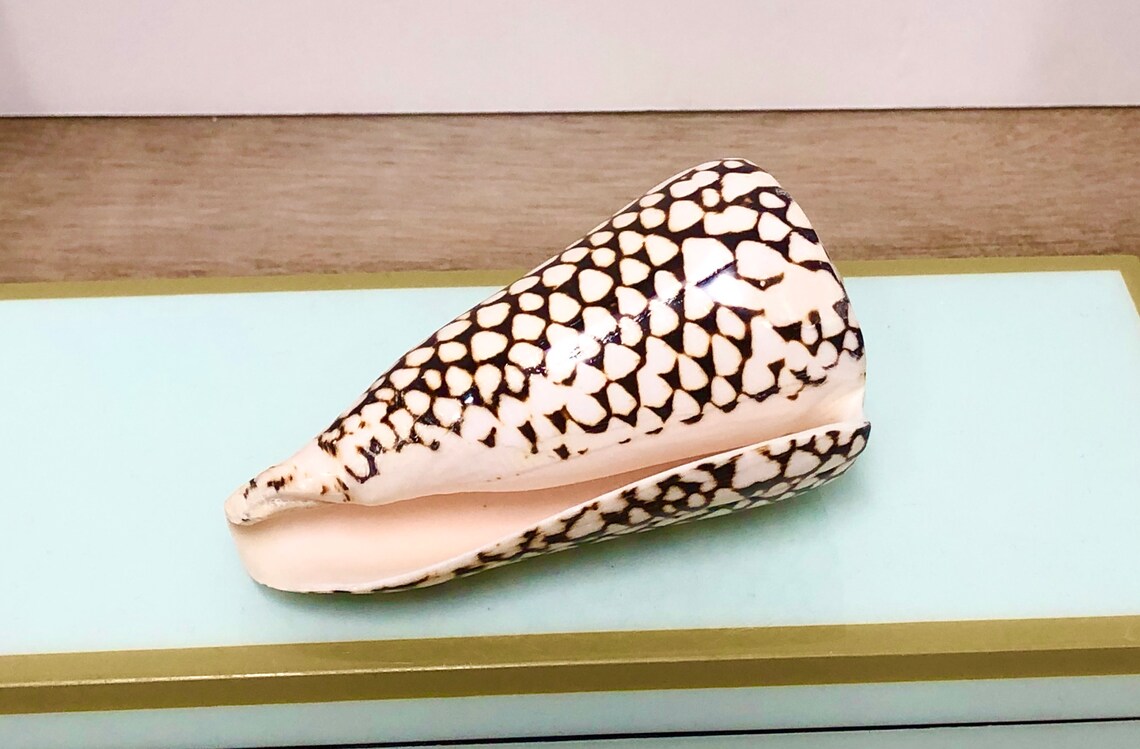 Seashells Large Cone Shell Sold Individually | Etsy