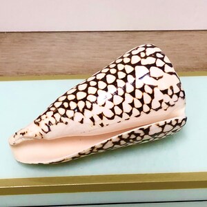 Seashells Large Cone Shell Sold Individually | Etsy