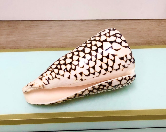 Seashells Large Cone Shell Sold Individually - Etsy