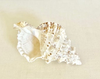 Seashells Large Green Banded Jade Turbo Shell Choose Size - Etsy