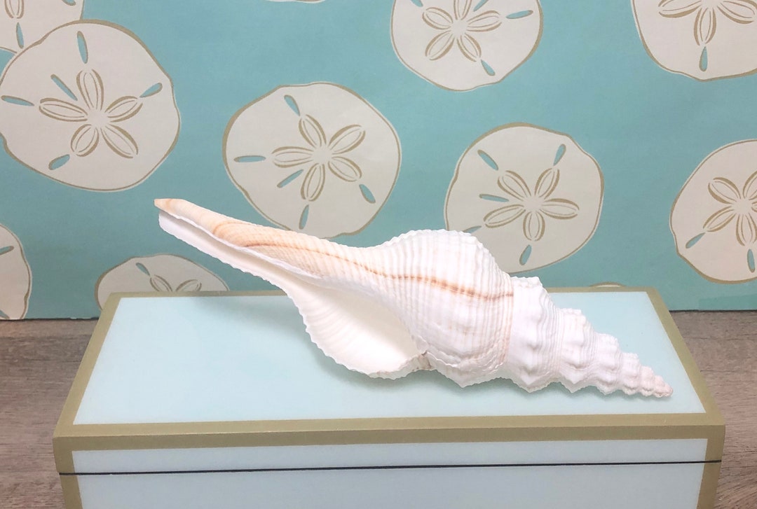 Seashells Large Spindle Shell 56 Shell Supply - Etsy