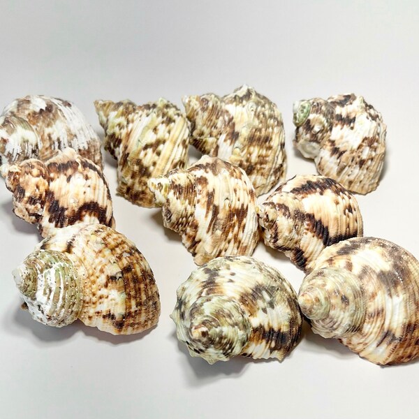 Hermit Crab Shell - Etsy