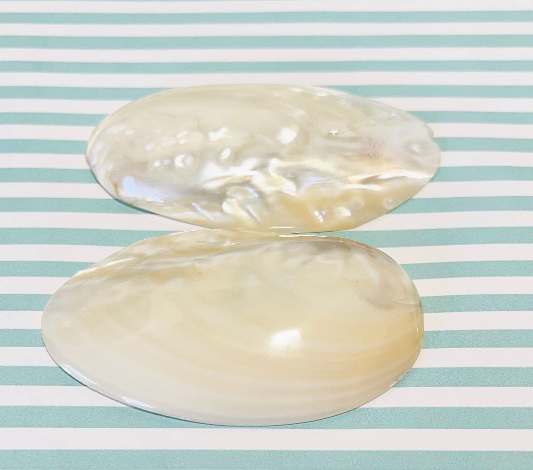Seashells - Pearl Clam Shells - 3.5"-4" - Set of 2 - Beach Decor ...