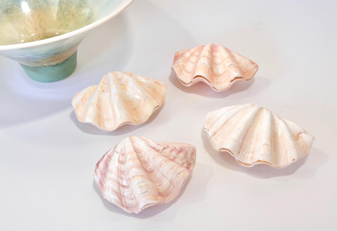 Seashell - Double Ruffled Polished Squamosa Shell - 3"+ Sold ...