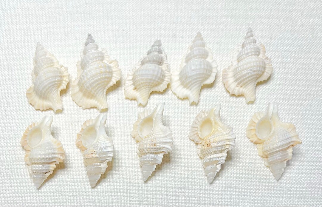 Shells Maple Leaf Shells 11.5 Set of 10 Beach Home Decor-sea Shells ...