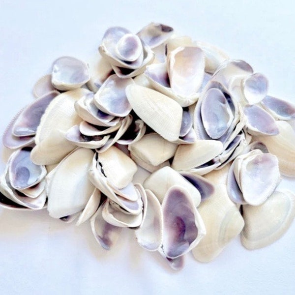 Bulk Seashells - Etsy