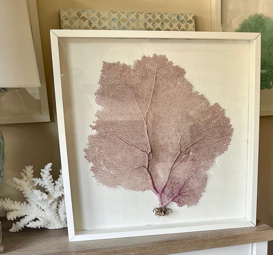 Large Framed Sea Fan Natural Real Sea Fan Beach Decor/coastal/seashells ...
