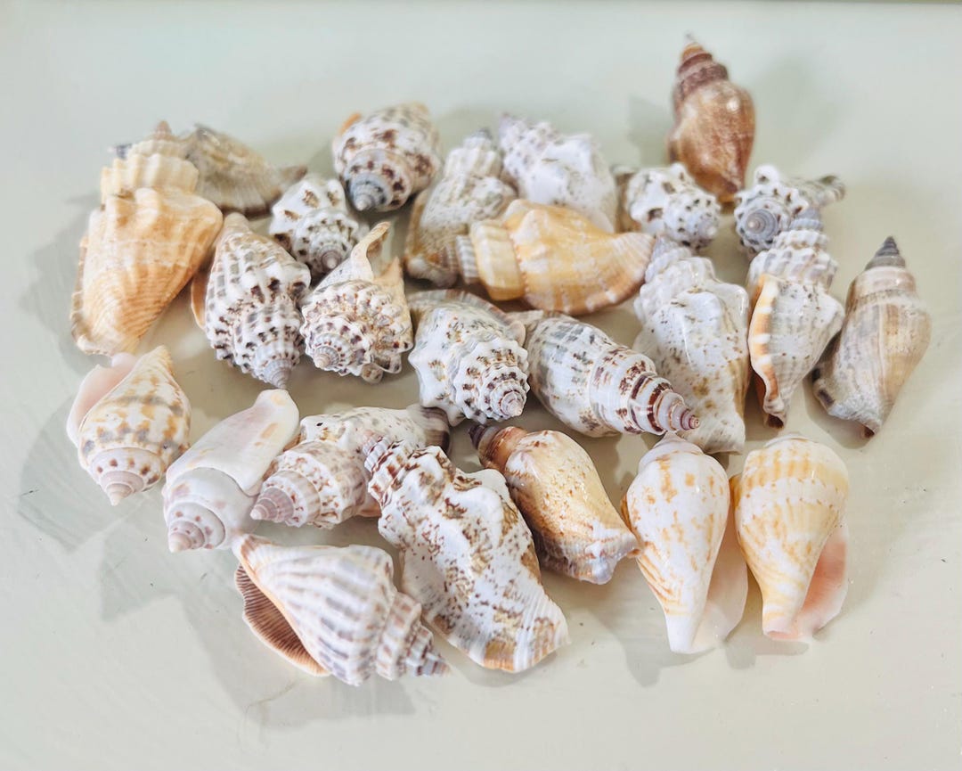 Strombus Seashells (25) – Beach Home Decor, Craft Shells 1-1.5" - Etsy