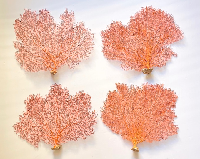 Real Sea Fans CHOOSE YOUR FAVORITE Natural Purple Bahama Sea Fan 9 ...