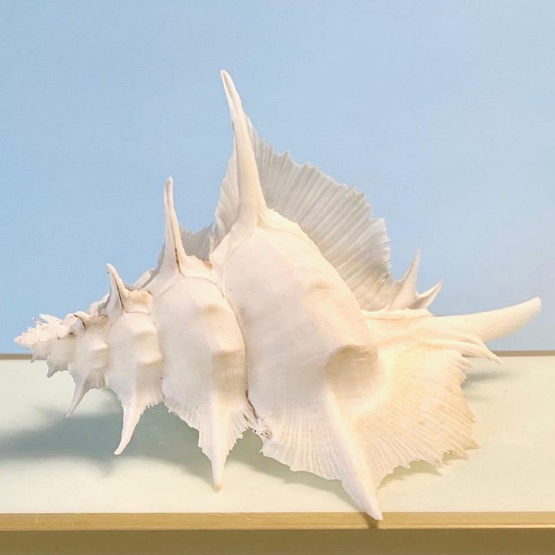 Murex Shell - Etsy