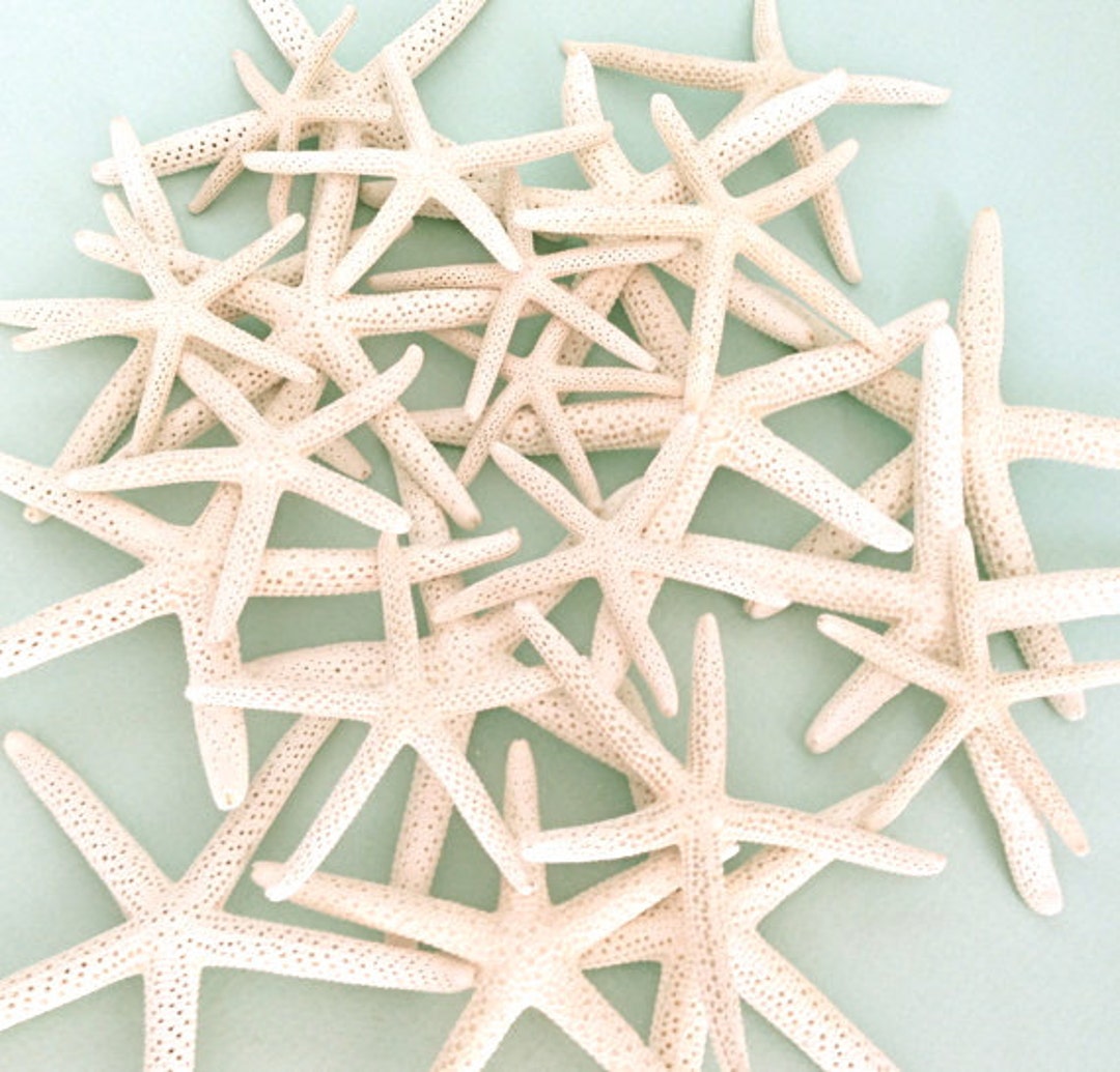 Starfish 10 56 White Finger Starfish Bulk Starfish Star Fish Beach ...