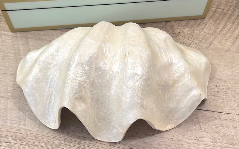 CAPIZ SHELL BOWL - Scalloped - 8