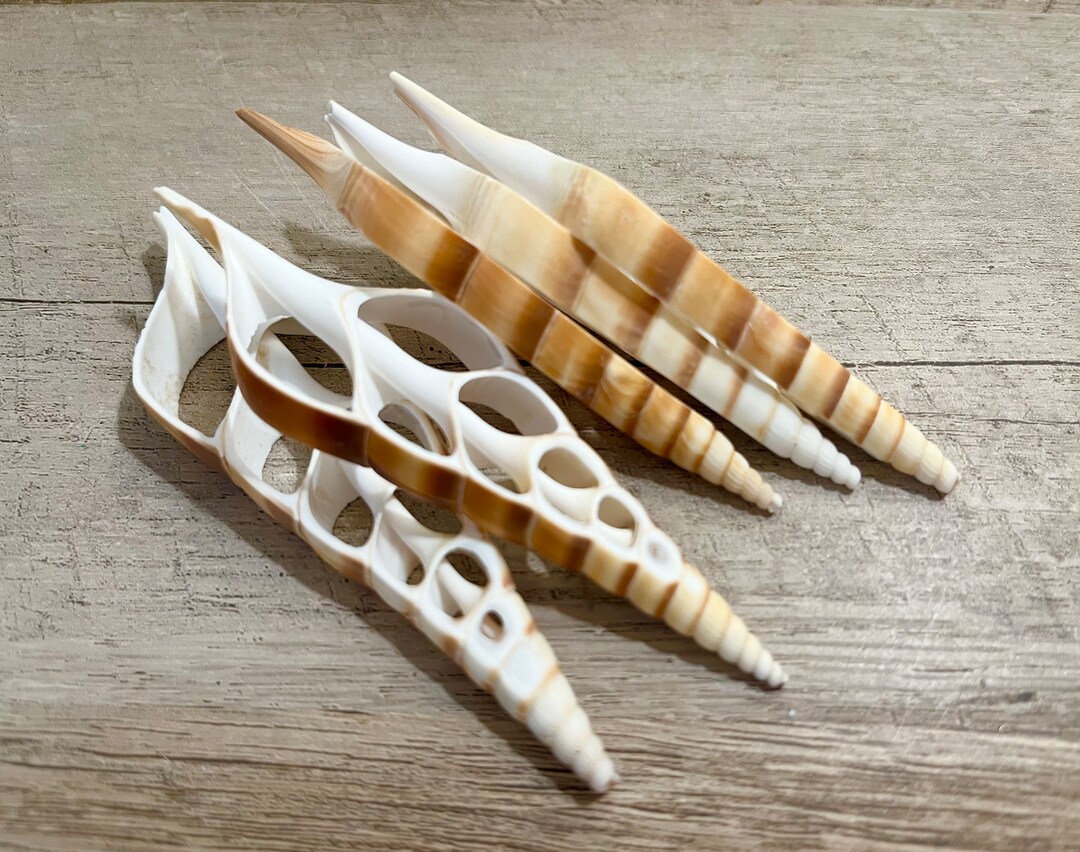 Seashells - Cut Tibia Shells - Set of 5 - 3.5"-4" White Sea Shells ...