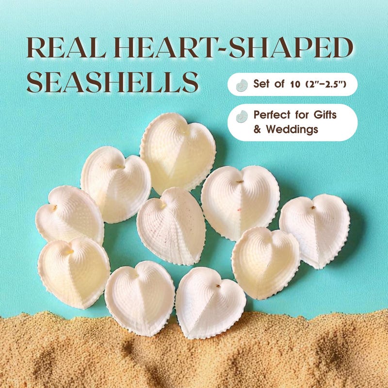 Seashell Centerpiece - Etsy