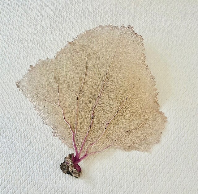 SeashellCollection - Etsy