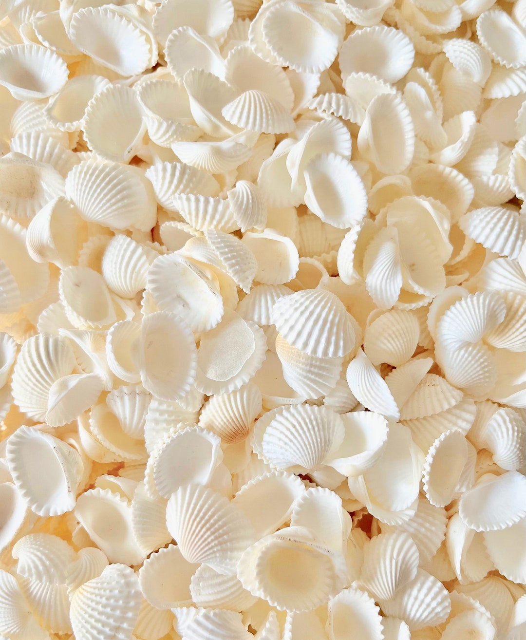 Seashells - Natural Ark Shells - 3/4"-1" - Set of 25 - Bulk Shells/sea ...