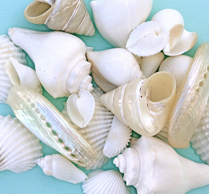 Beach Decor White and Pearlized Seashells beach Weddings | Etsy