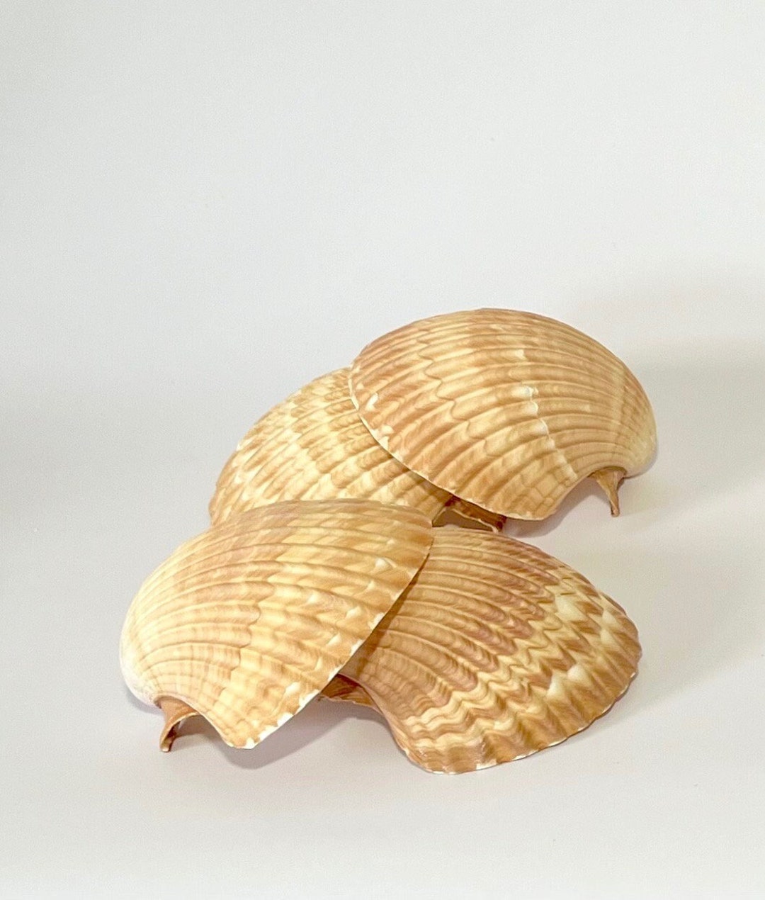 Seashells - Mexican Cup Shells 3"+ Set of 4 - Beach Home Decor-sea Shells Bulk Beach Weddings ...