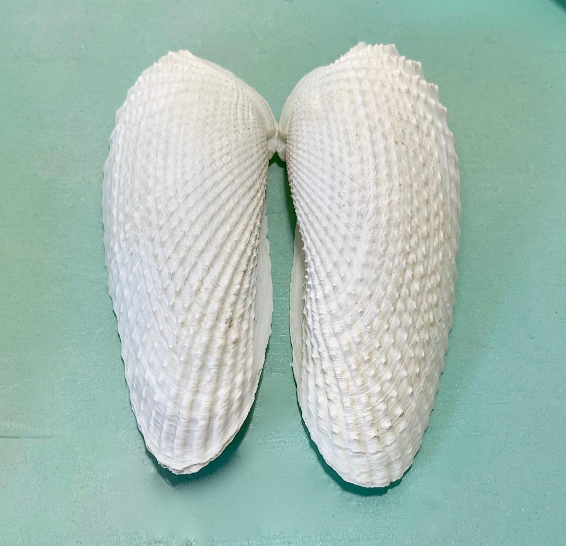 ANGEL WING SHELLS - Choose a Pair or Single Piece 3"-4" Real Shells ...