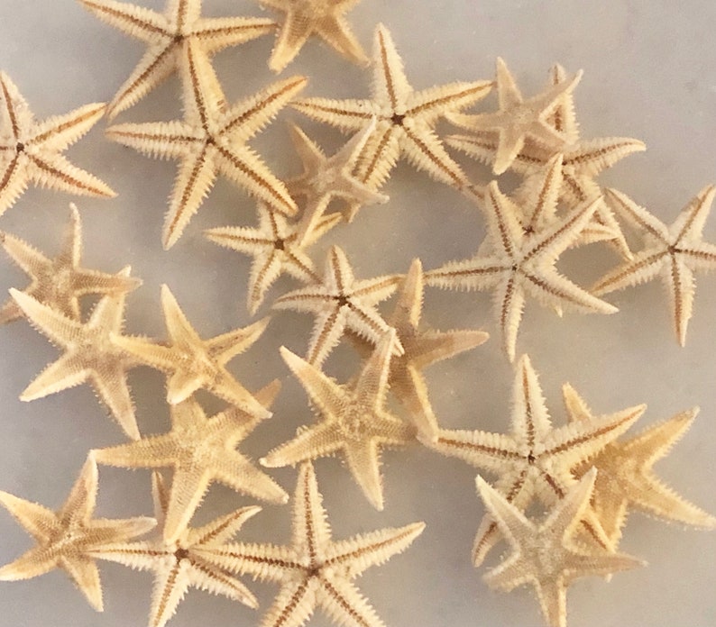 Tiny Starfish for Crafting or Decorating 1/2 1 | Etsy