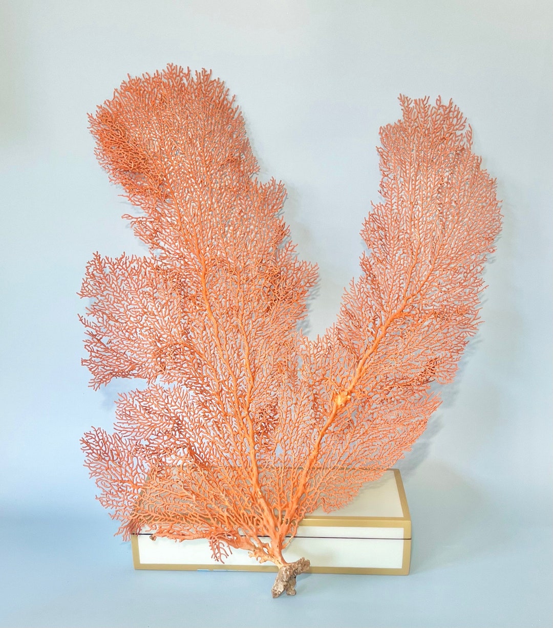 Sea Fan - Huge Natural Red Sea Fan 18"-20" and 20"+ - REAL, Coastal ...