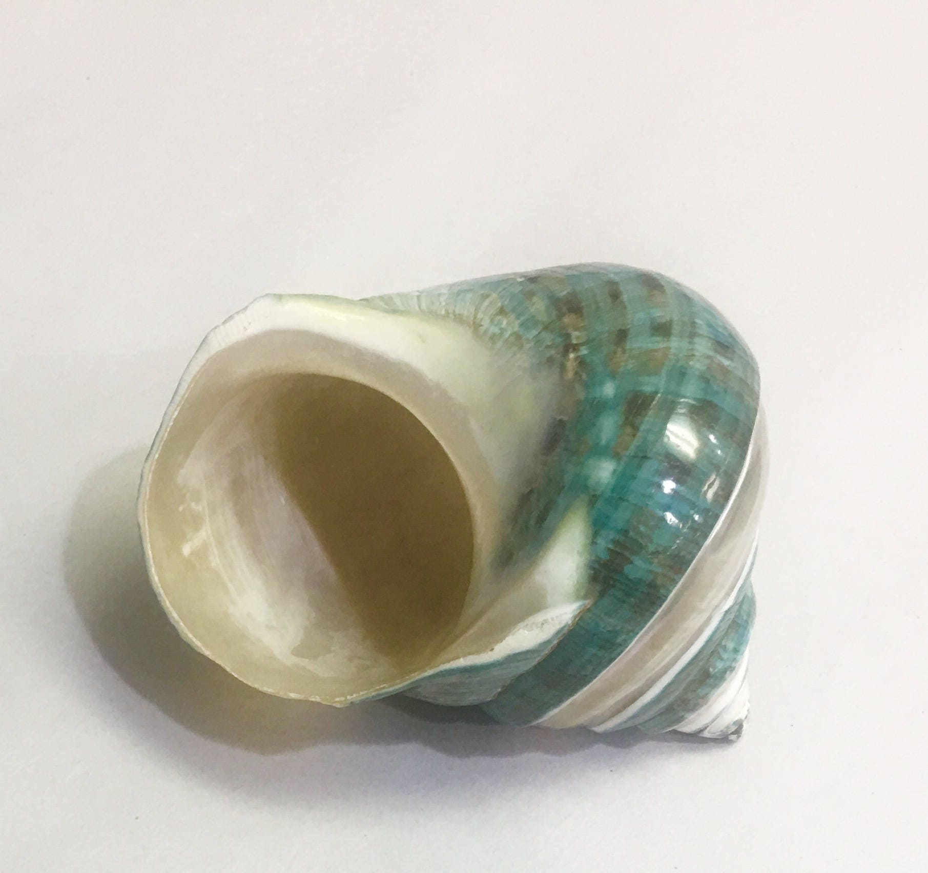 Seashells Large Green Banded Jade Turbo Shell Choose Size - Etsy