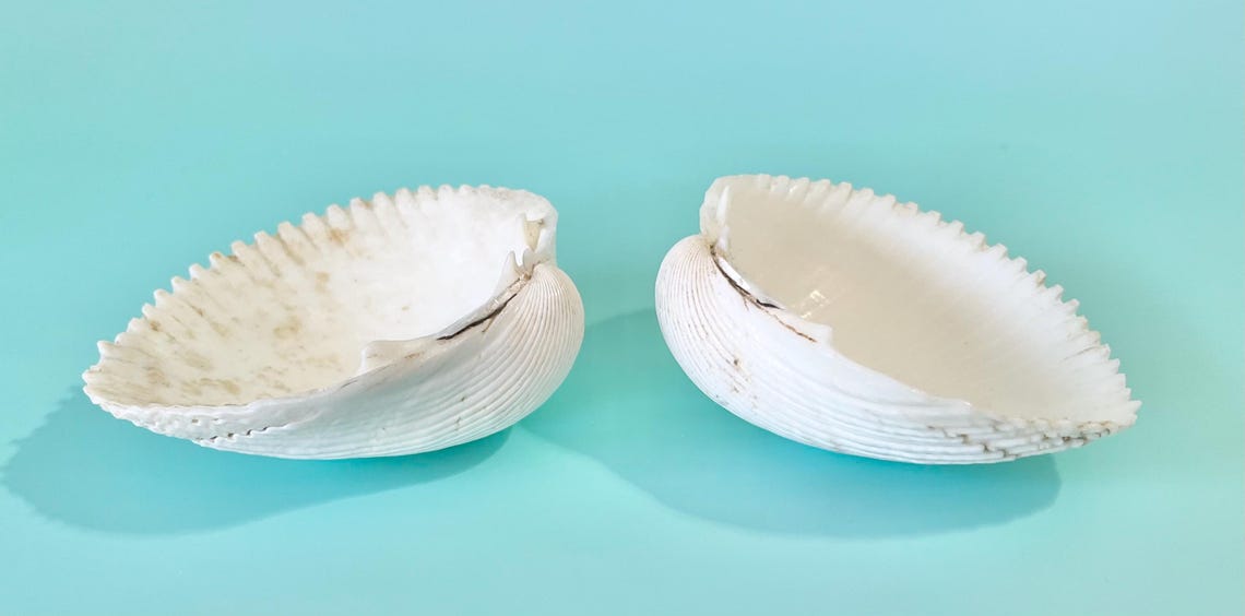 Seashell - Large White Cardium Pseudolima Shell Pair - 3.75" Beach ...
