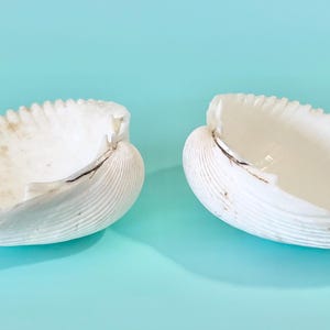 Seashell - Large White Cardium Pseudolima Shell Pair - 3.75" Beach ...
