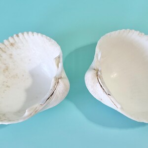 Seashell - Large White Cardium Pseudolima Shell Pair - 3.75" Beach ...