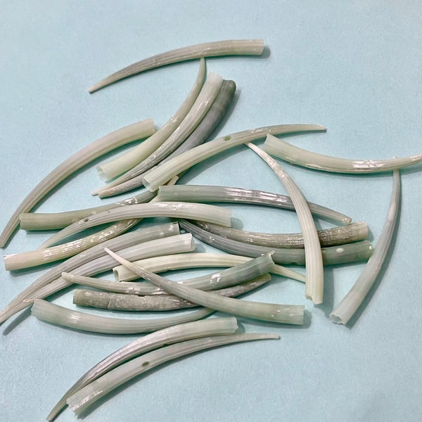 Dentalium Shell - Etsy