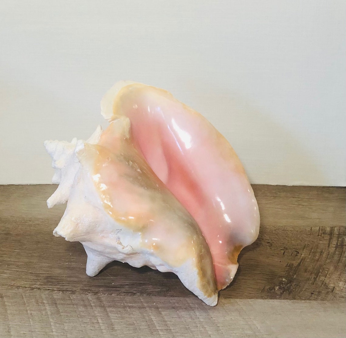 Beach Decor Giant Pink Conch Shell 9.5 | Etsy