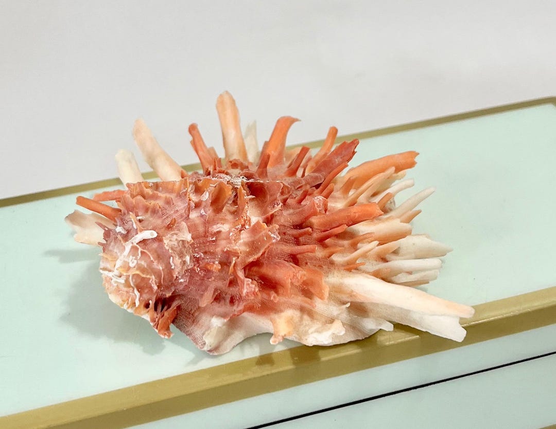 Seashell - Real Spondylus Shell - Beach Decor/beach Wedding/beach Party ...