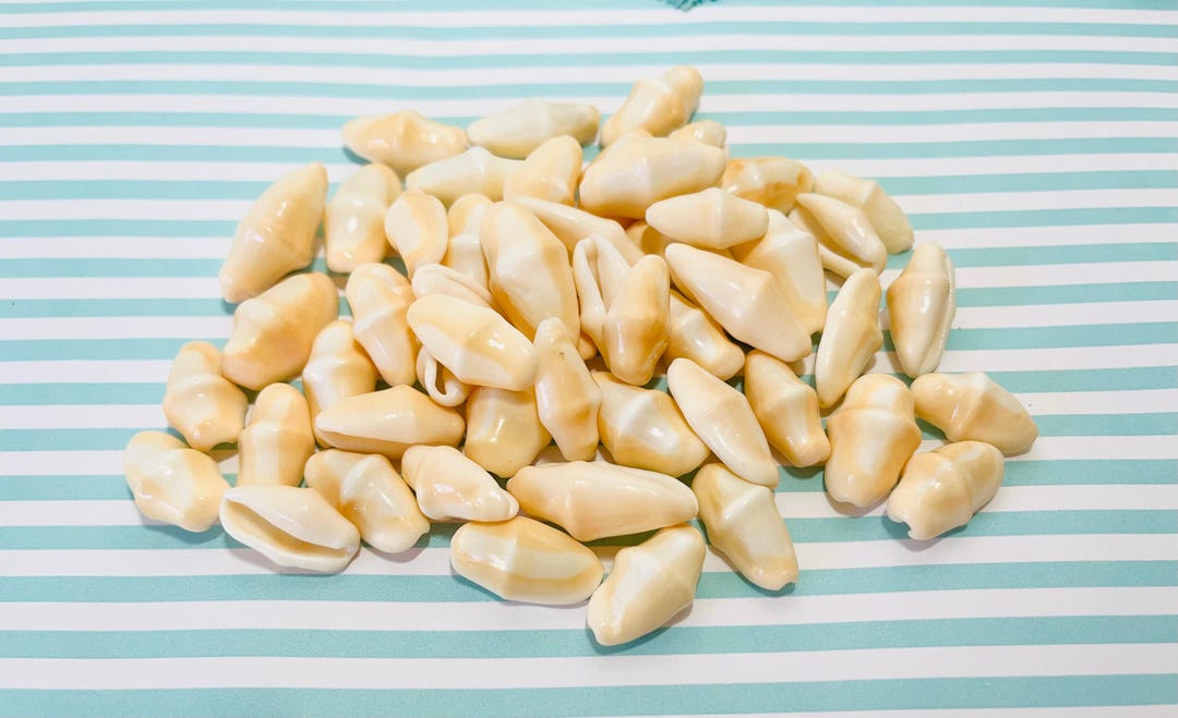 Shells - 10 Small Yellow/tan/white Cowrie Seashells - 1"+ Beach Home ...