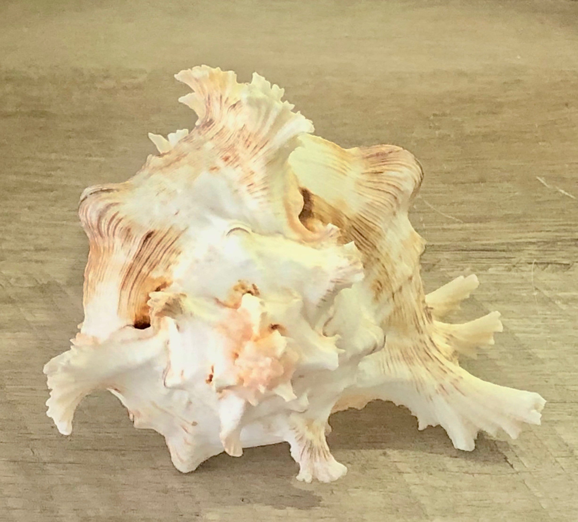 Seashells Large Murex Shell 56 Beach Decor | Etsy