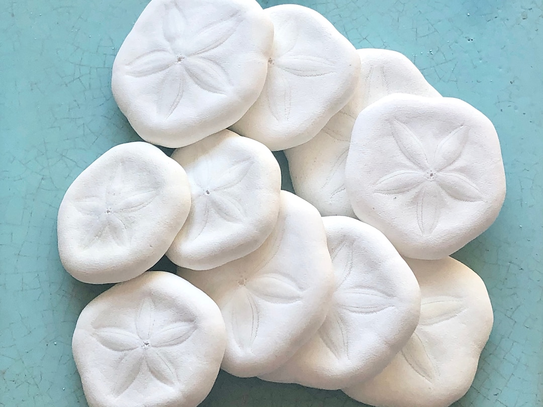 Mini Sand Dollars - Set of 10, Decor Crafting Seashells - Etsy