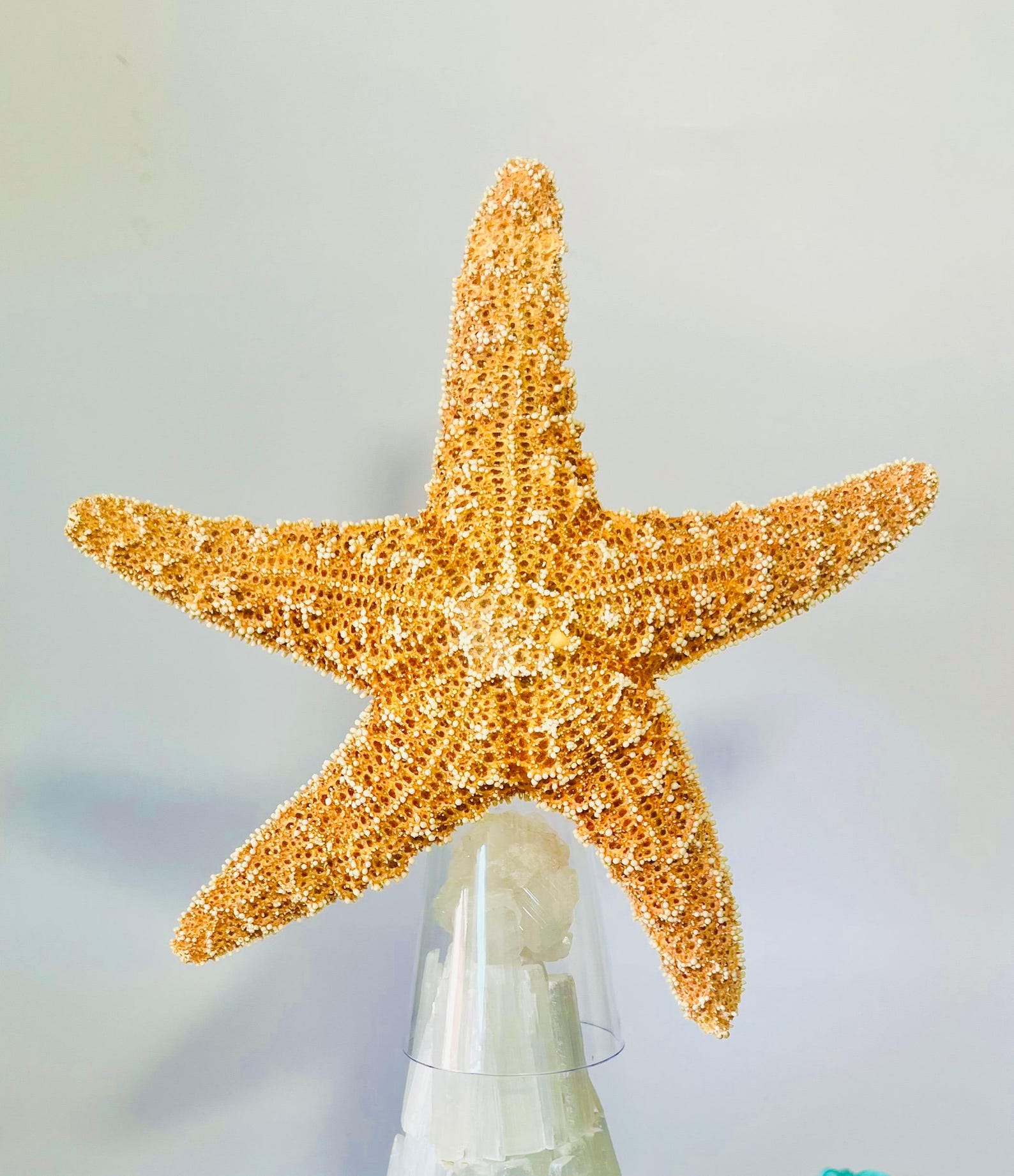 Starfish Christmas Tree Topper - 2 Sizes - Christmas Decoration Beach ...