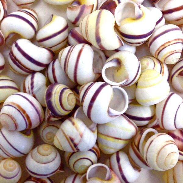 Bulk Seashells - Etsy