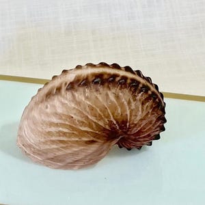 Real Paper Nautilus Shells - Sold Individually 3"+ Also Tiny Ones 1.5 ...
