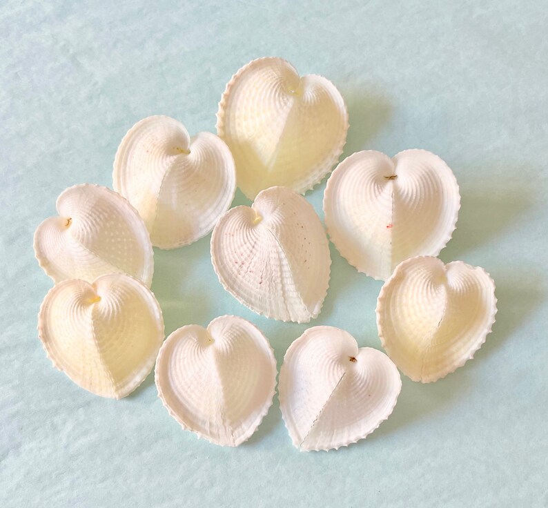 Seashells Real Heart-shaped Shells 2 Set of 2 - Etsy