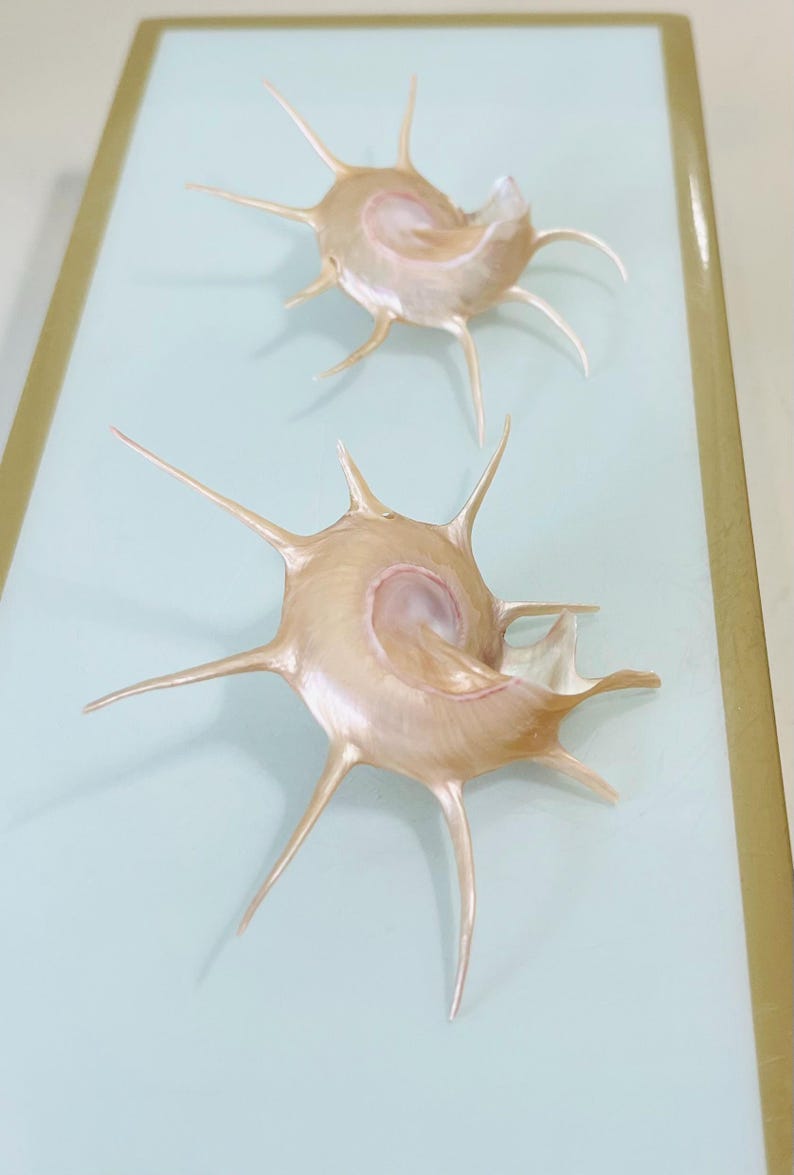 Yoka Star Shell - Guildfordia Yoka - Real Seashell, Coastal Craft ...