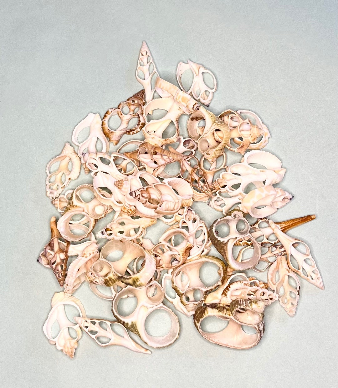 Seashells - Assorted Cut Shells -set of 10 - Brown, White and Green ...